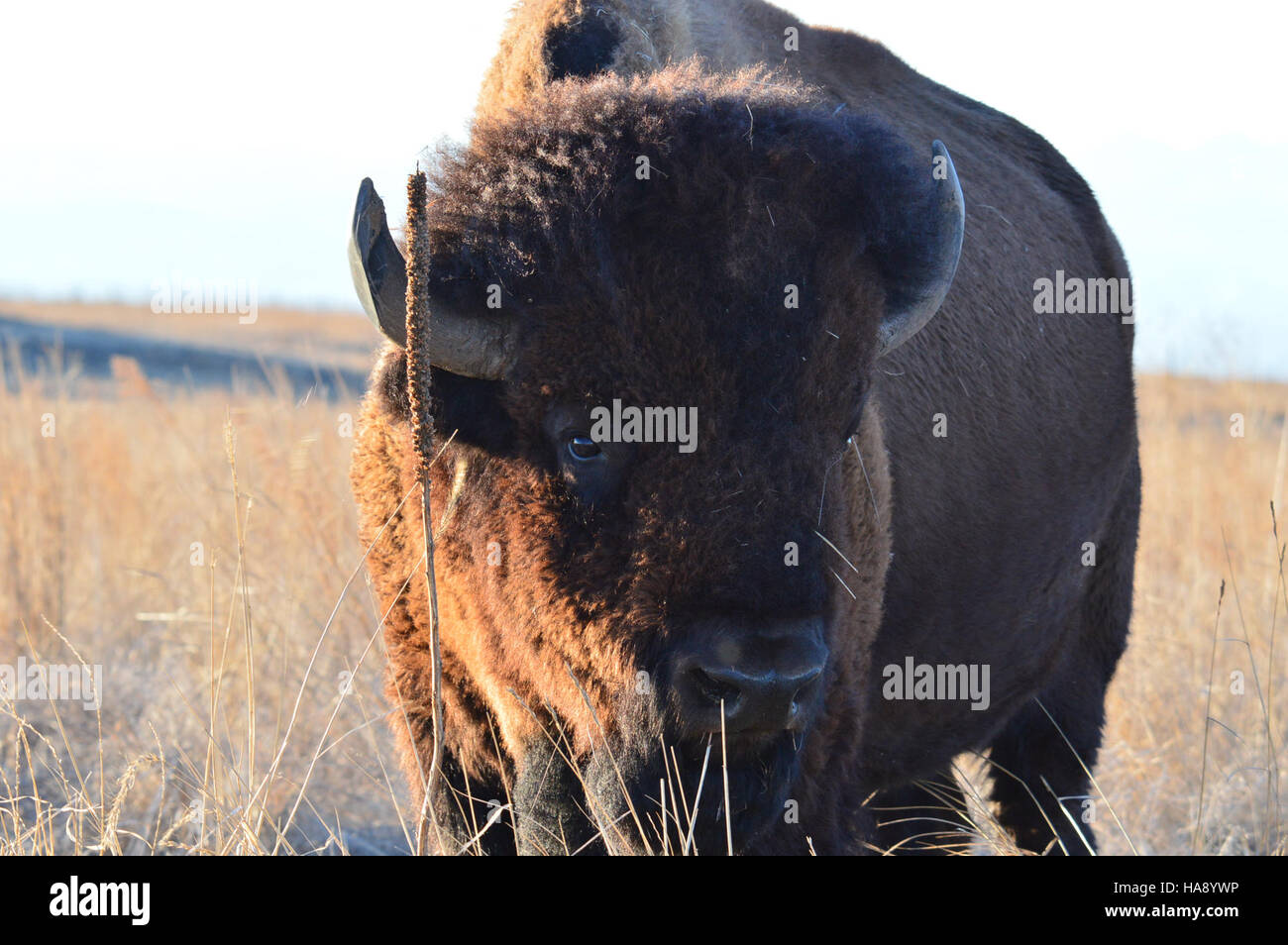 The American Bison, a symbol of the U.S. Great Plains, plays a crucial ...