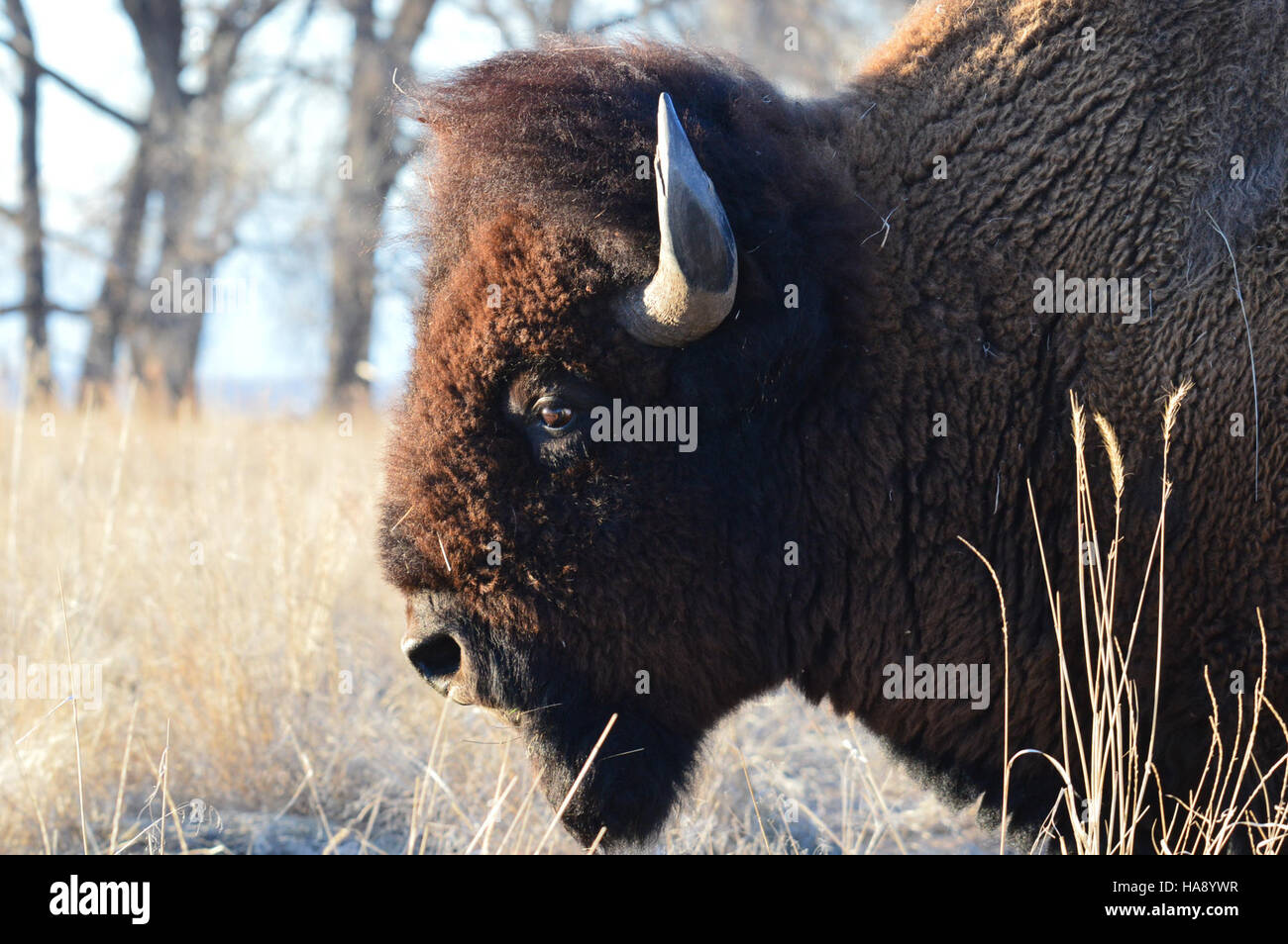 American Bison, once near extinction, roam in national parks where they ...