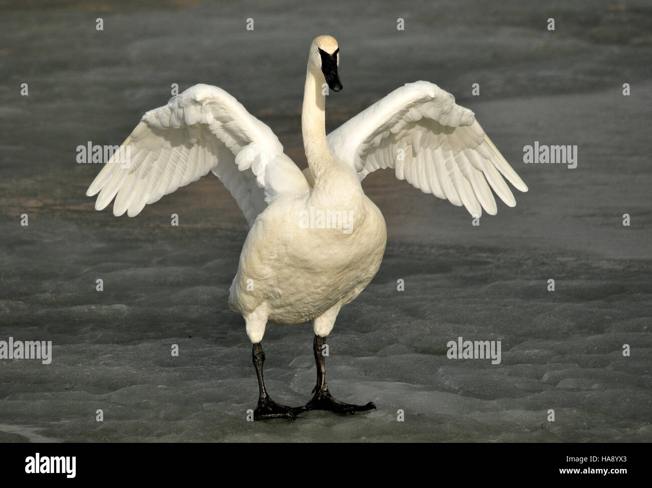 A Trumpeter Swan seen at Seedskadee National Wildlife Refuge in Wyoming ...