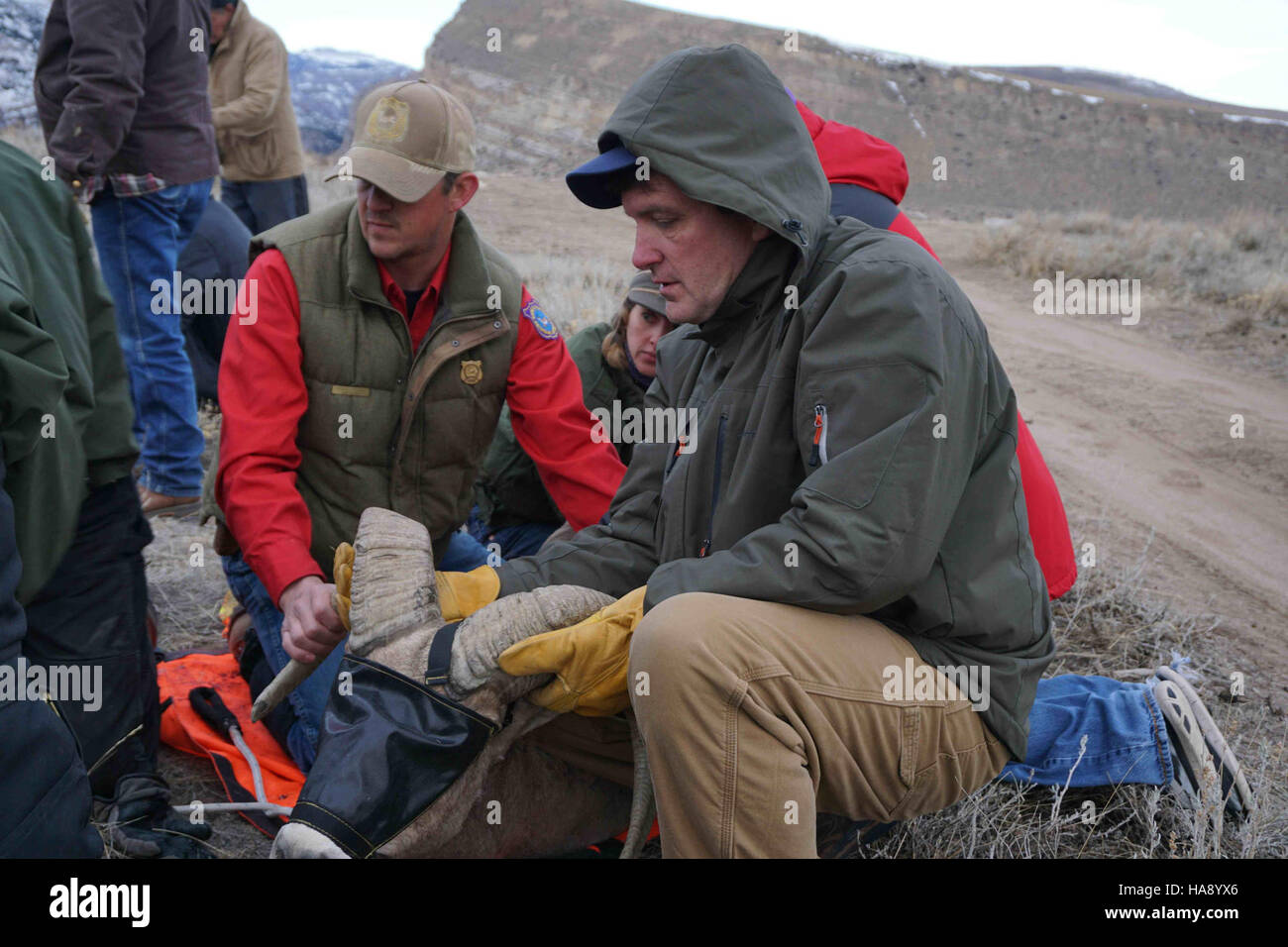 usfwsmtnprairie 25016880329 Bighorn Sheep Operation Stock Photo - Alamy