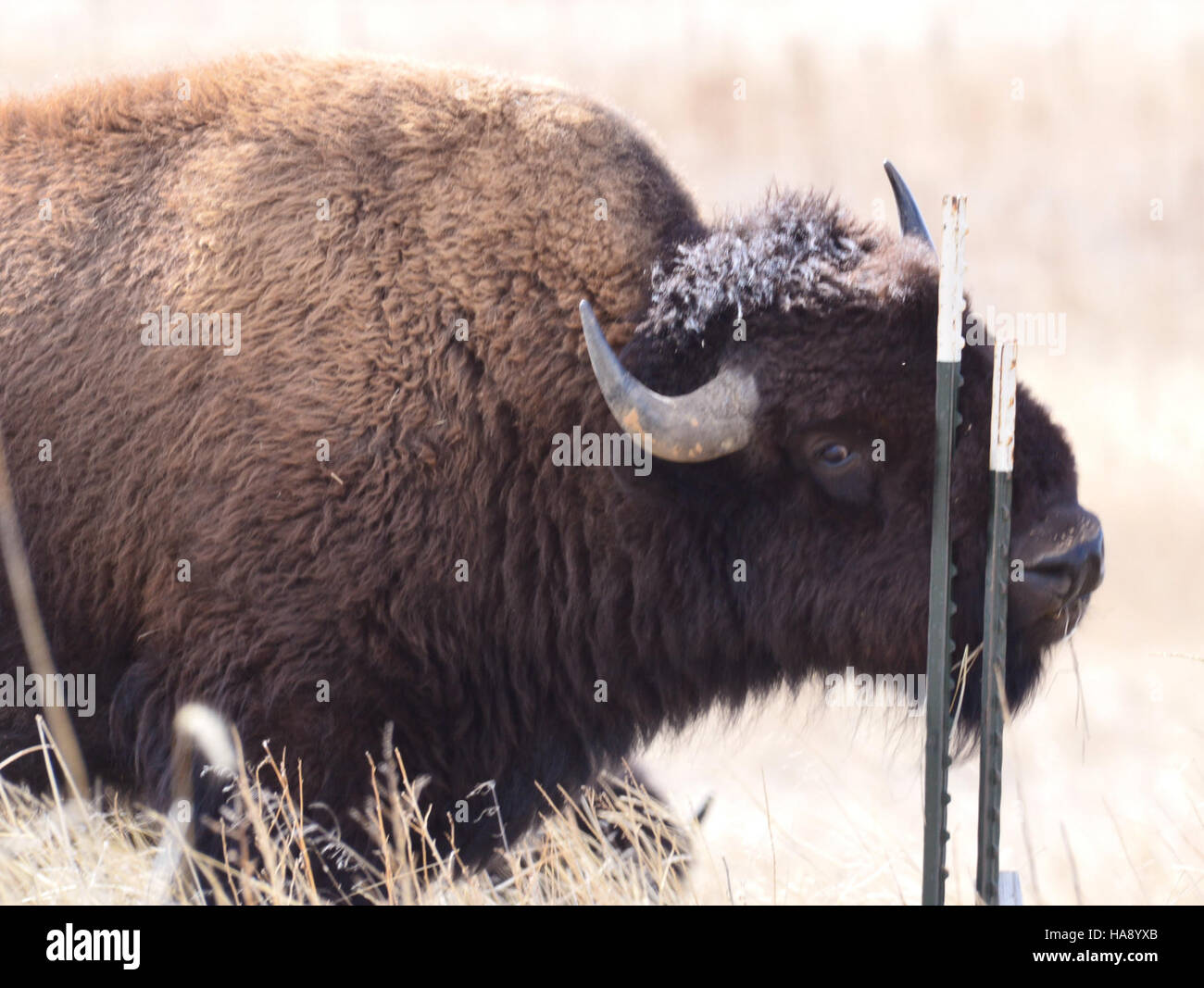The American Bison is an iconic species of North American wildlife, and ...