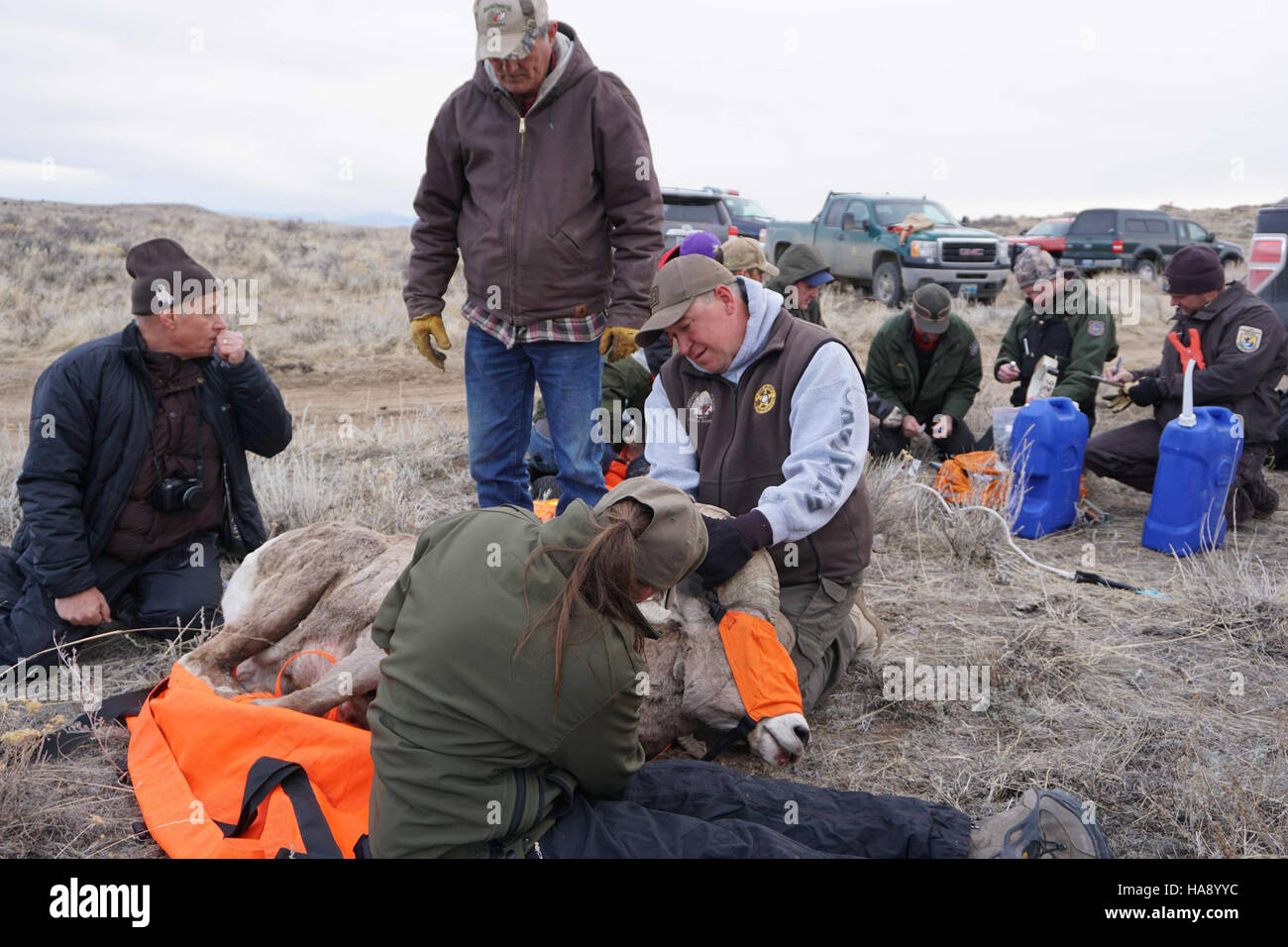A bighorn sheep management operation in a national park focuses on ...
