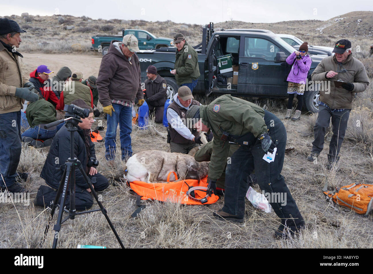 usfwsmtnprairie 25291450771 Bighorn Sheep Operation Stock Photo - Alamy