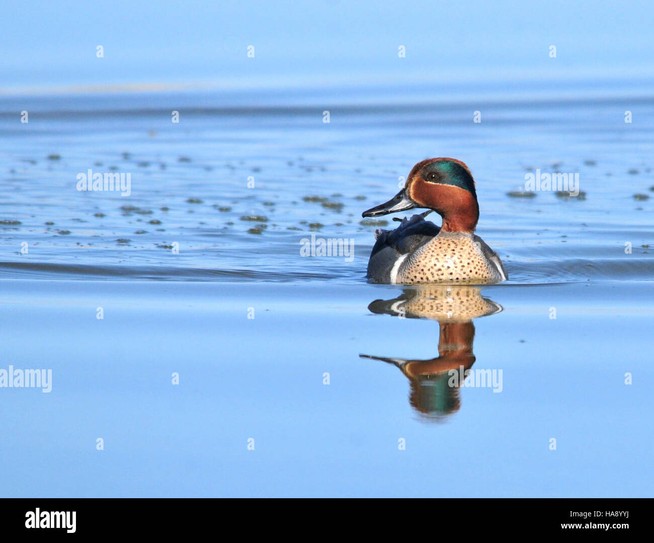 A Green-Winged Teal is spotted at Seedskadee National Wildlife Refuge ...
