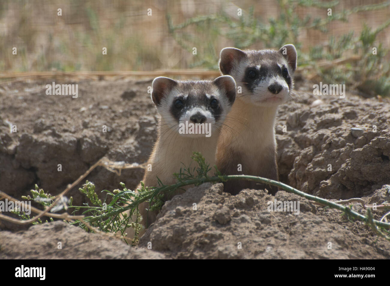 The endangered Black-Footed Ferret is a key species in the conservation ...