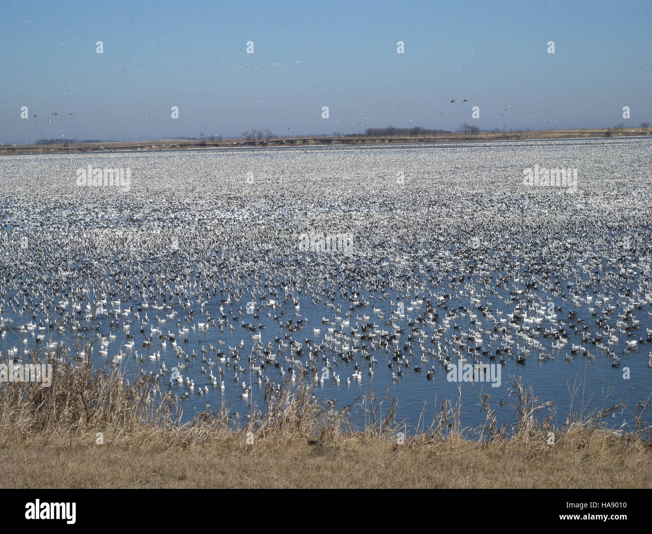 The Snow Goose migration is a notable event in national parks, where ...