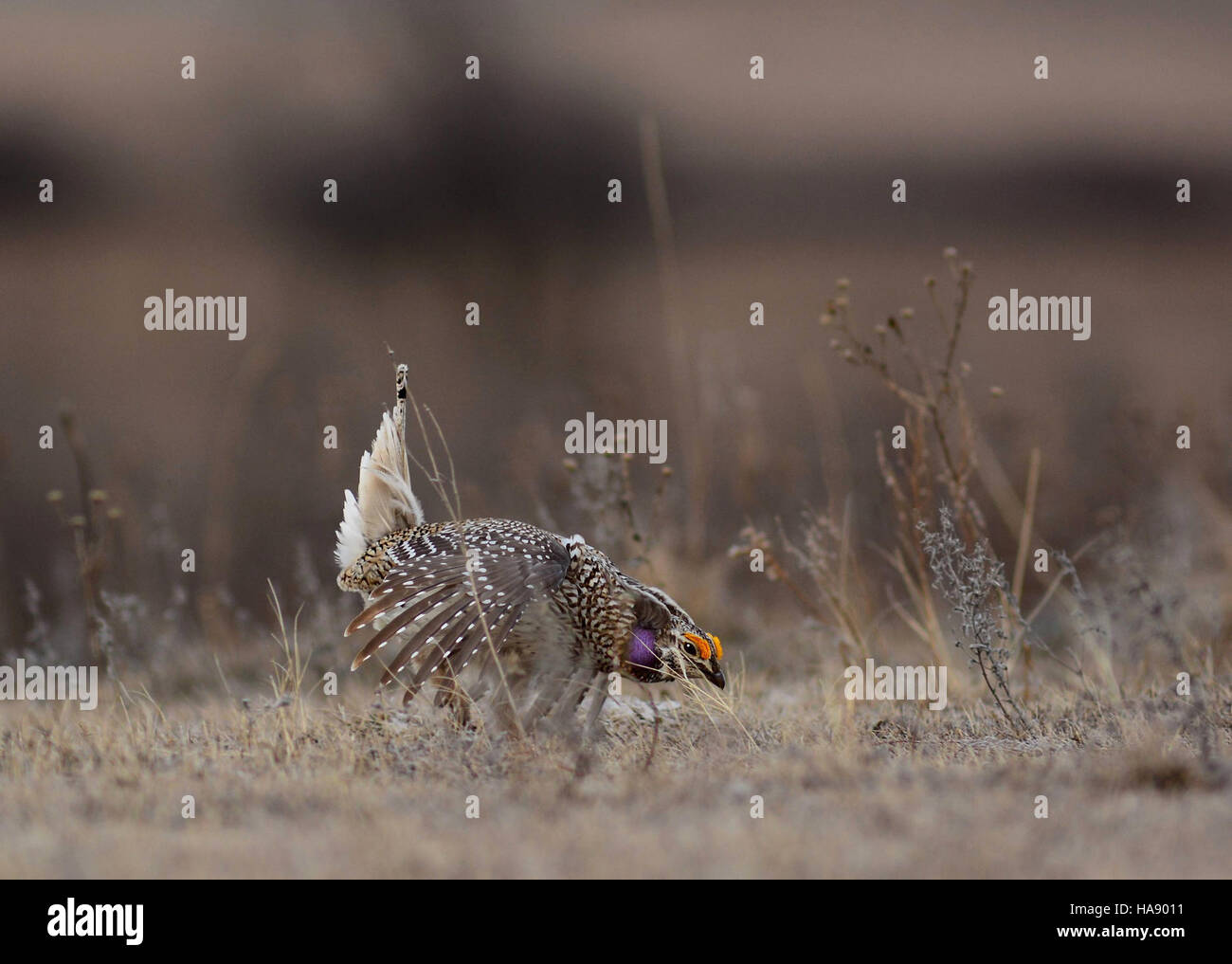 This image captures the sharp-tailed grouse, a bird species native to ...