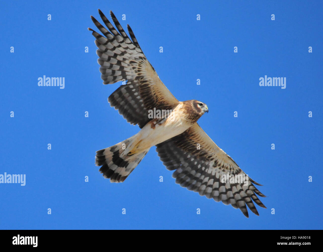 This image captures a Northern Harrier, a bird of prey, spotted at ...