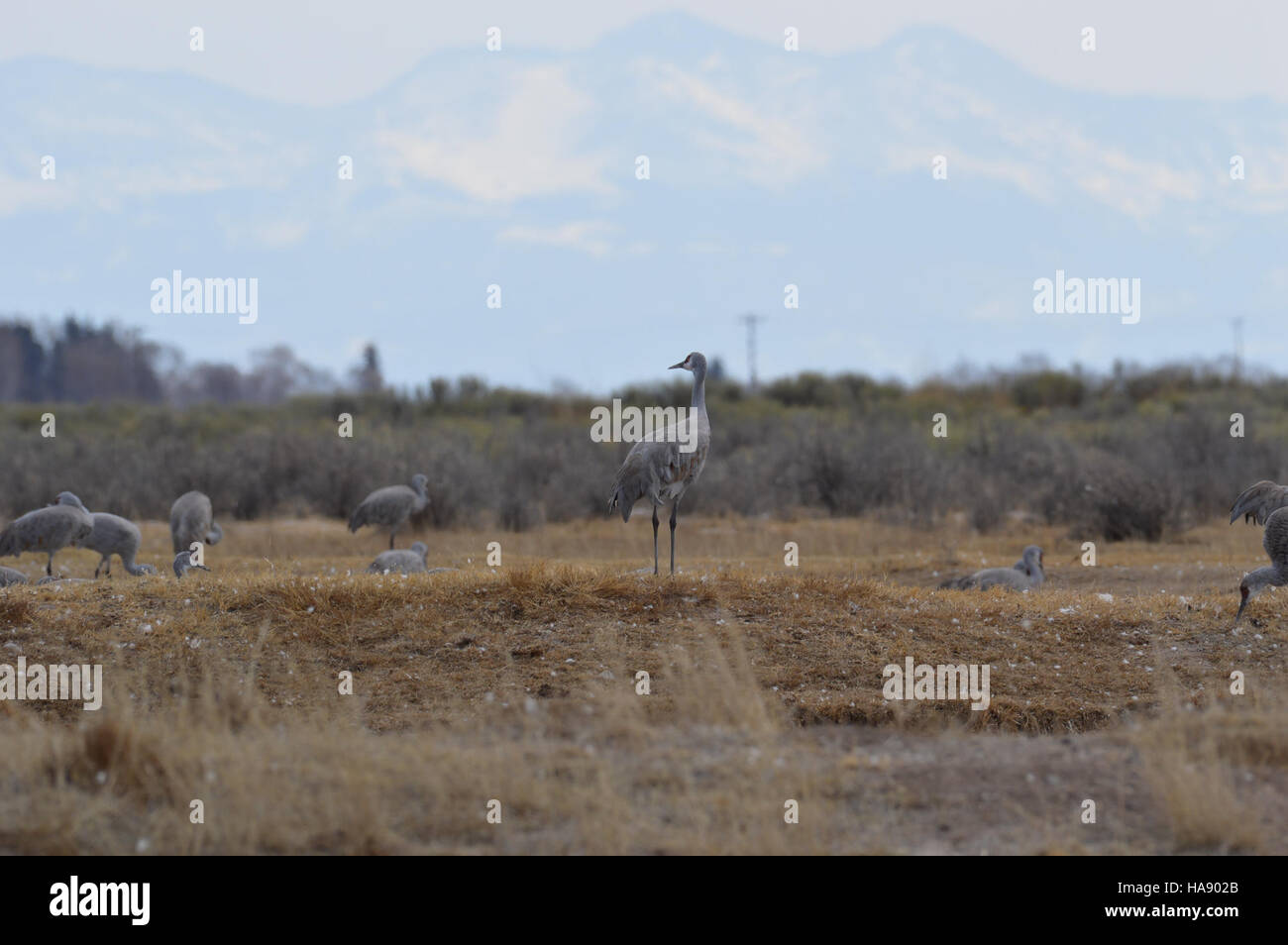 The Monte Vista Crane Festival celebrates the migration of sandhill ...