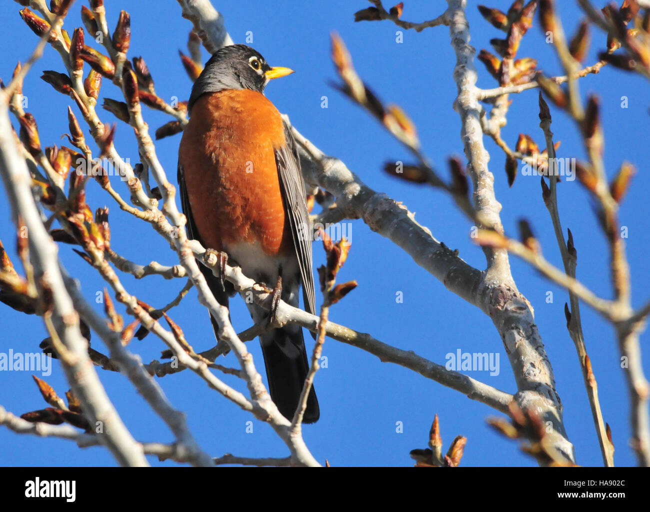 Migrating american robin hi-res stock photography and images - Alamy