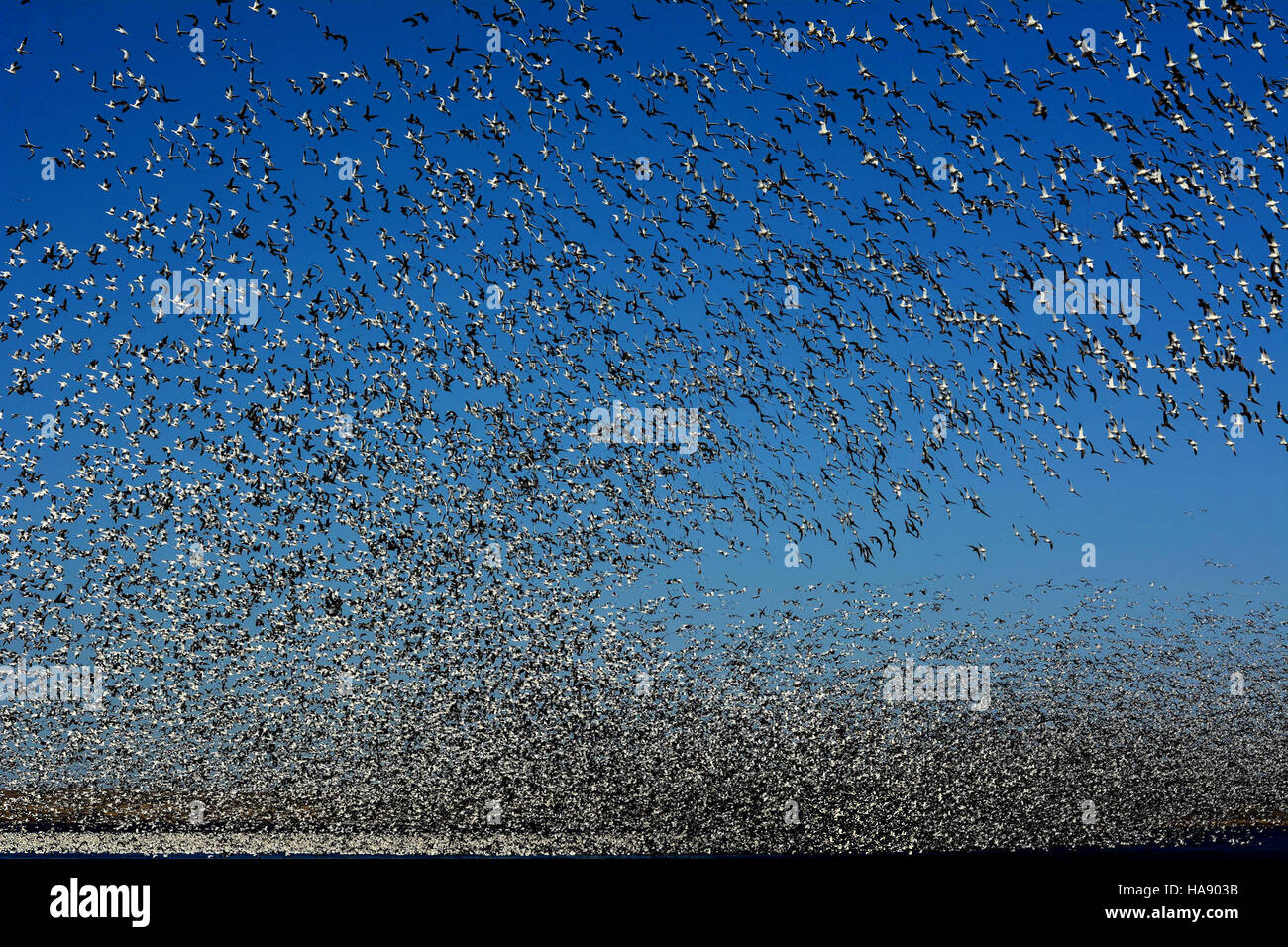 Snow Goose migration through national parks marks a significant natural ...
