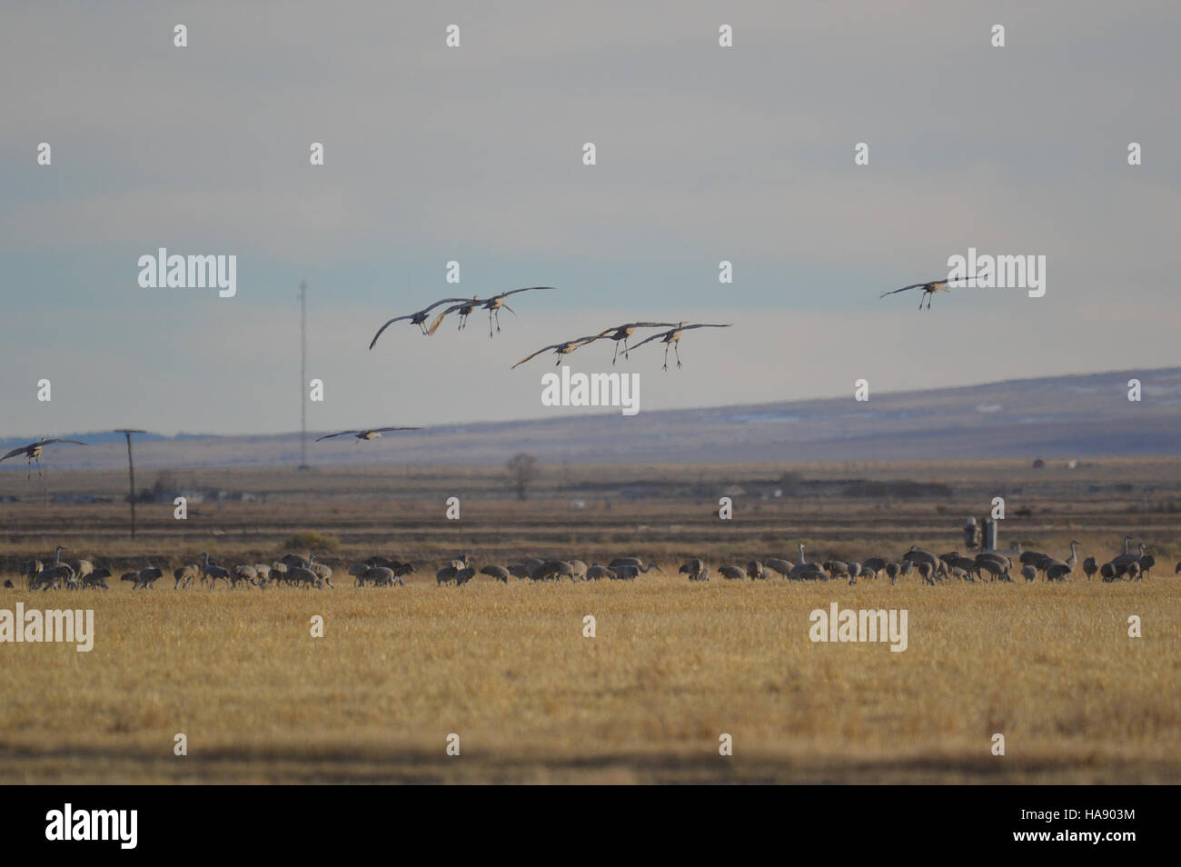 The Monte Vista Crane Festival celebrates the migration of Sandhill ...