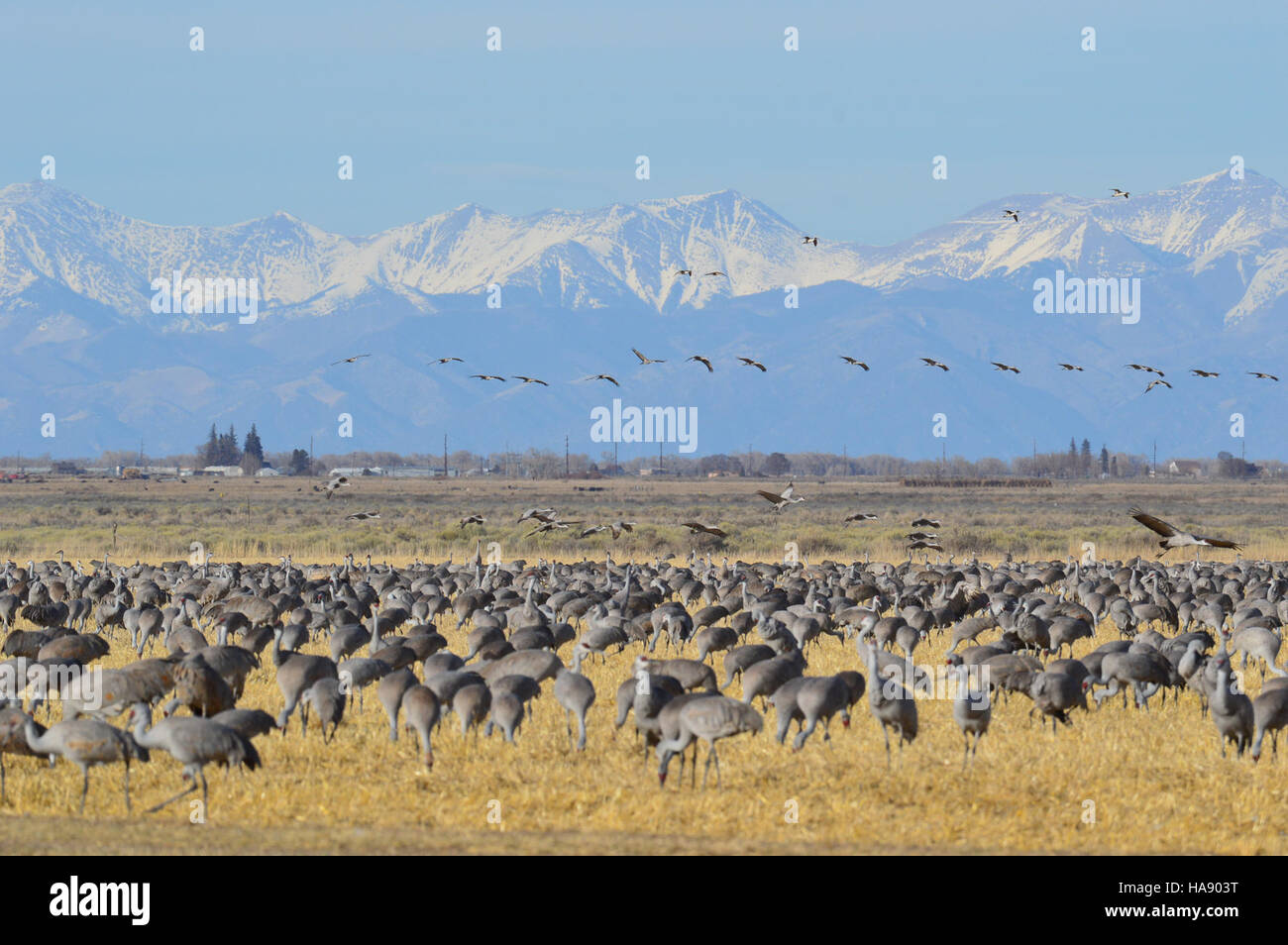 The Monte Vista Crane Festival celebrates the migration of sandhill ...