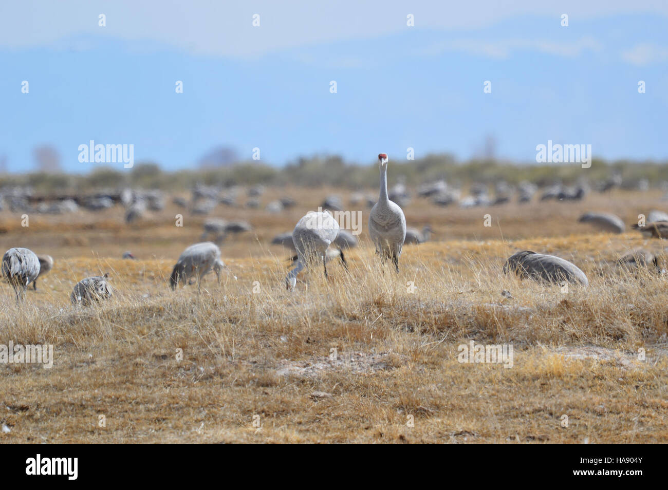 The Monte Vista Crane Festival celebrates the migration of sandhill ...