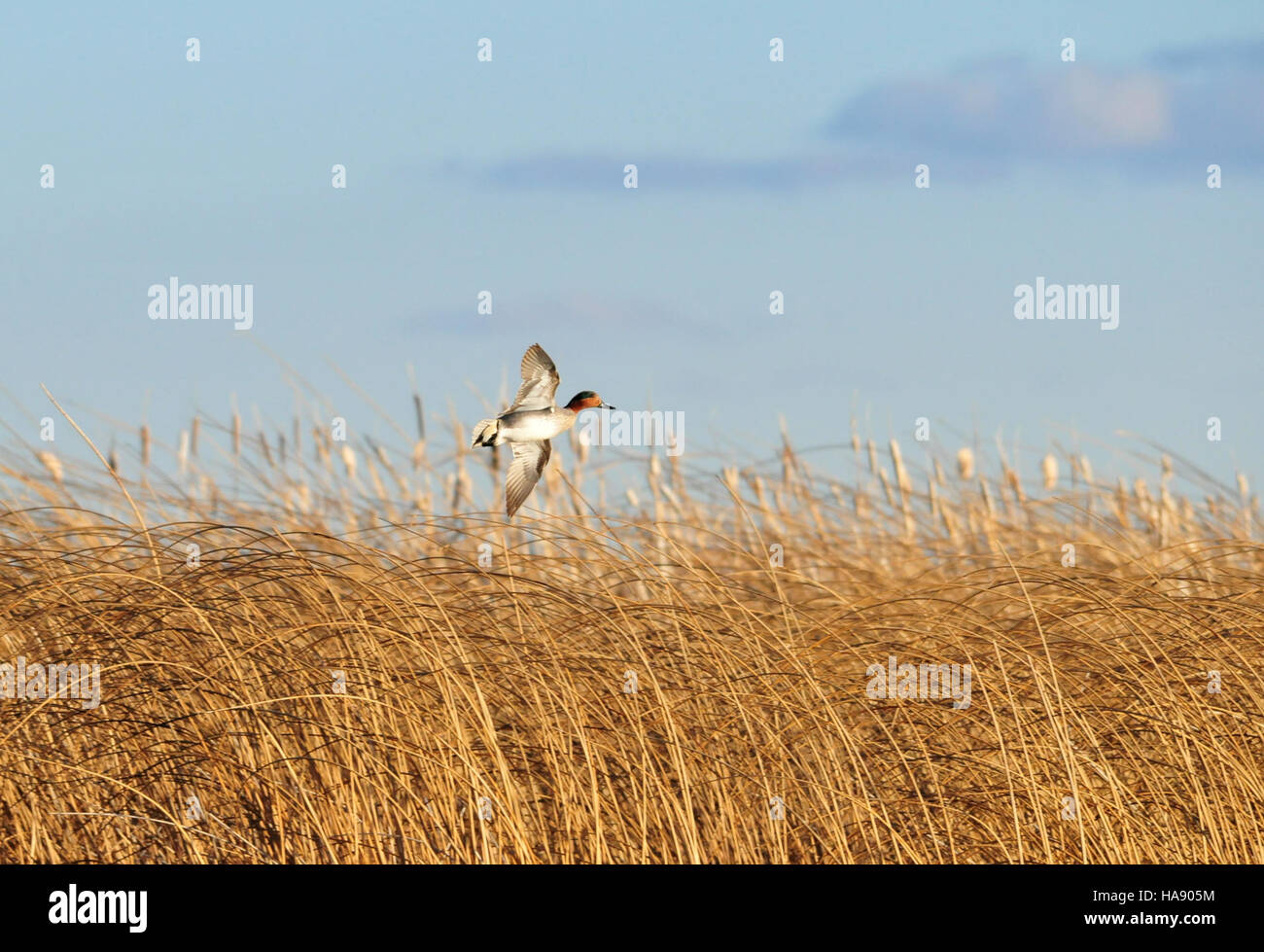 A Green-Winged Teal is spotted at Seedskadee National Wildlife Refuge ...