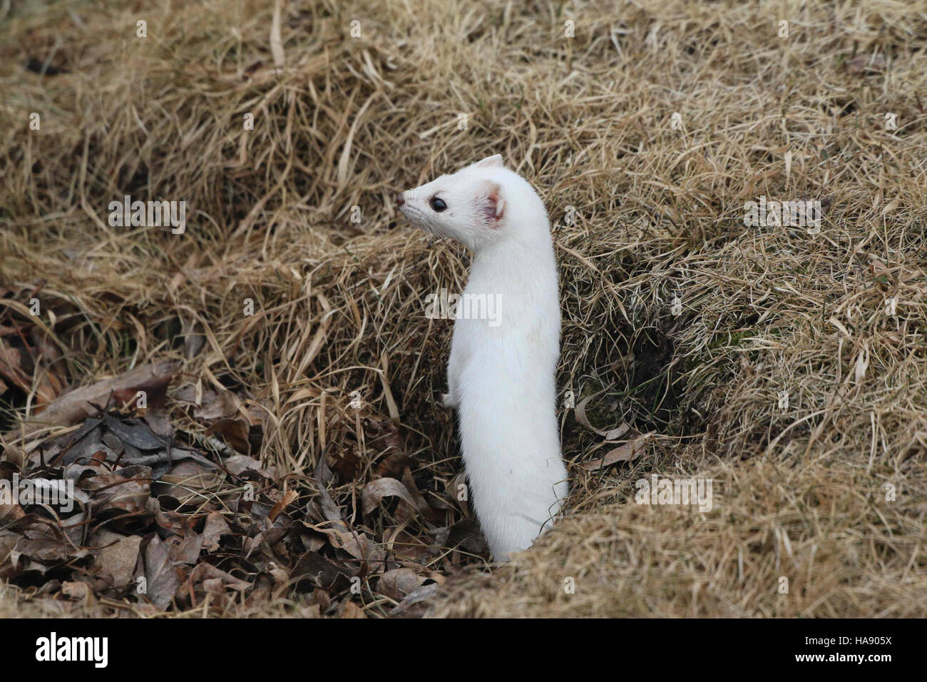 usfwsmtnprairie 25881946640 Ermine Stock Photo - Alamy