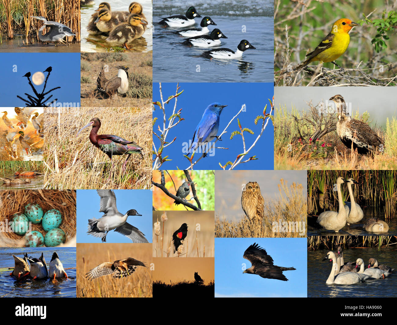 Celebrates avian diversity hi-res stock photography and images - Alamy