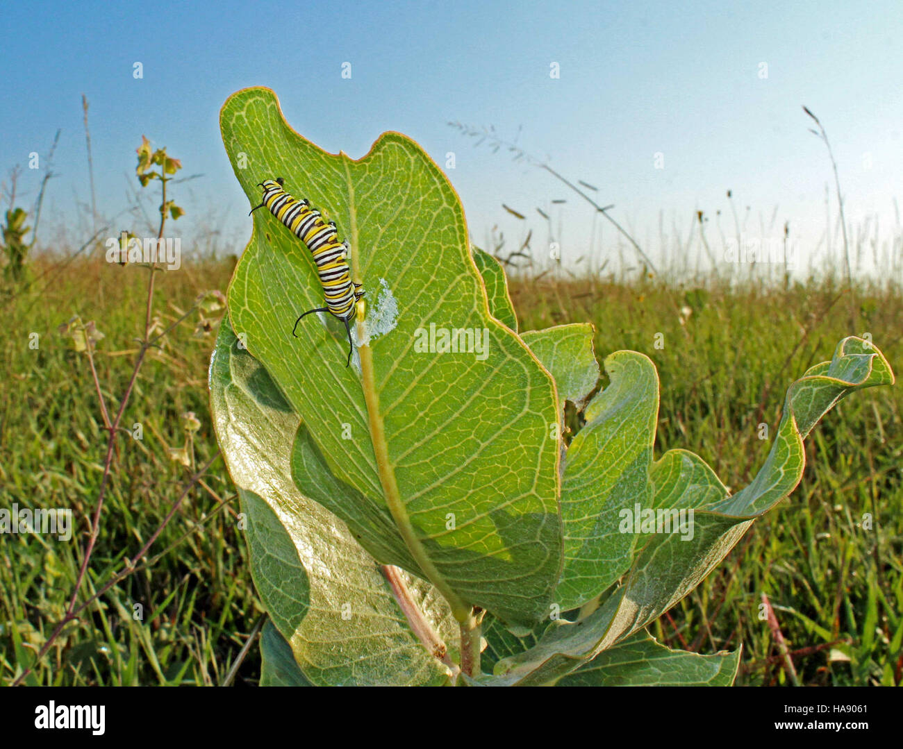 A monarch butterfly is seen perched on milkweed at Kirwin National ...