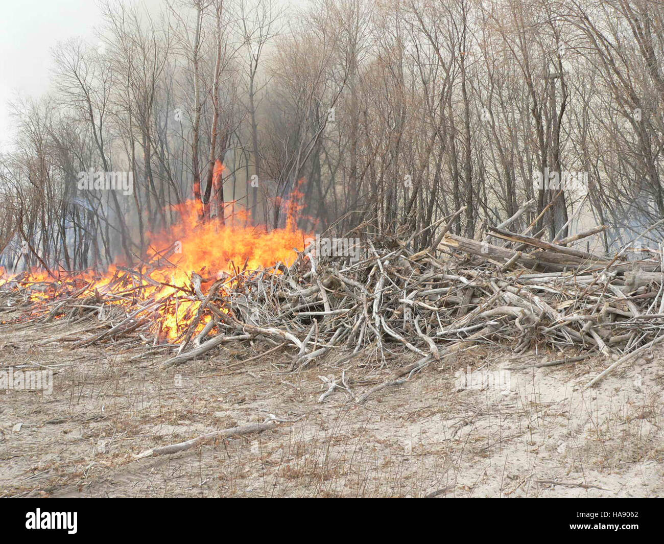 Invasive tree management through controlled burns is a critical ...