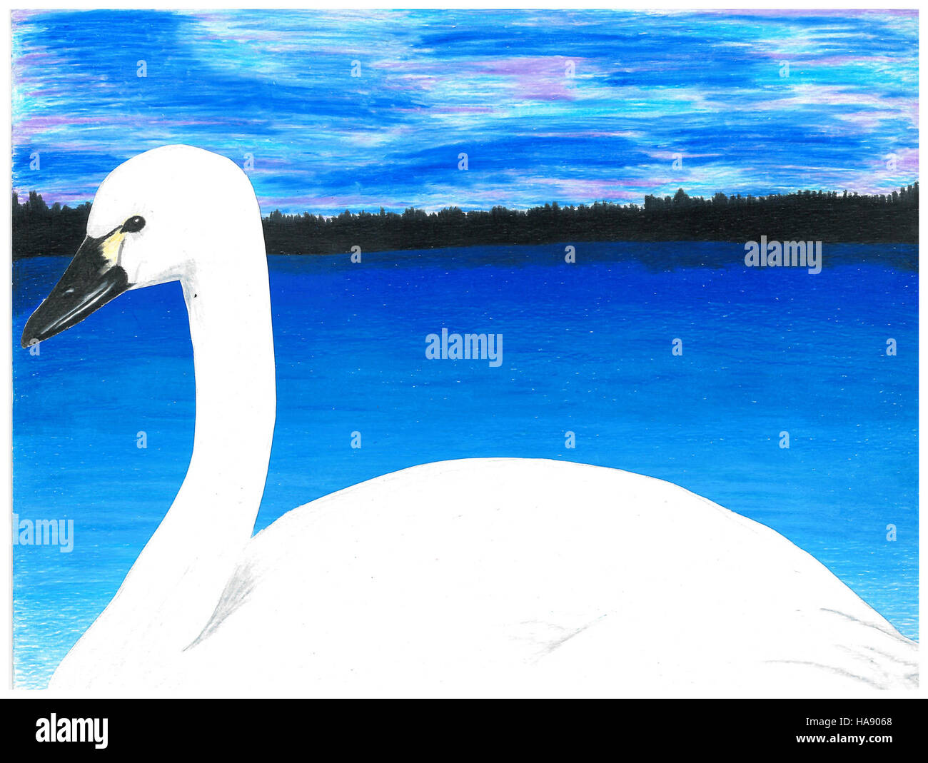 A young naturalist, Marissa Turrubiates, observes a Tundra Swan at a ...