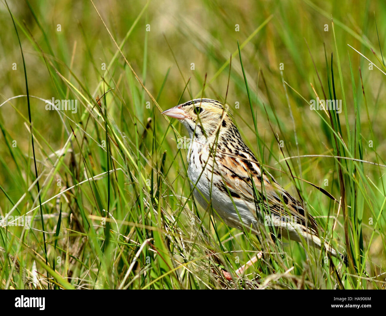 Baird’s sparrow hi-res stock photography and images - Alamy