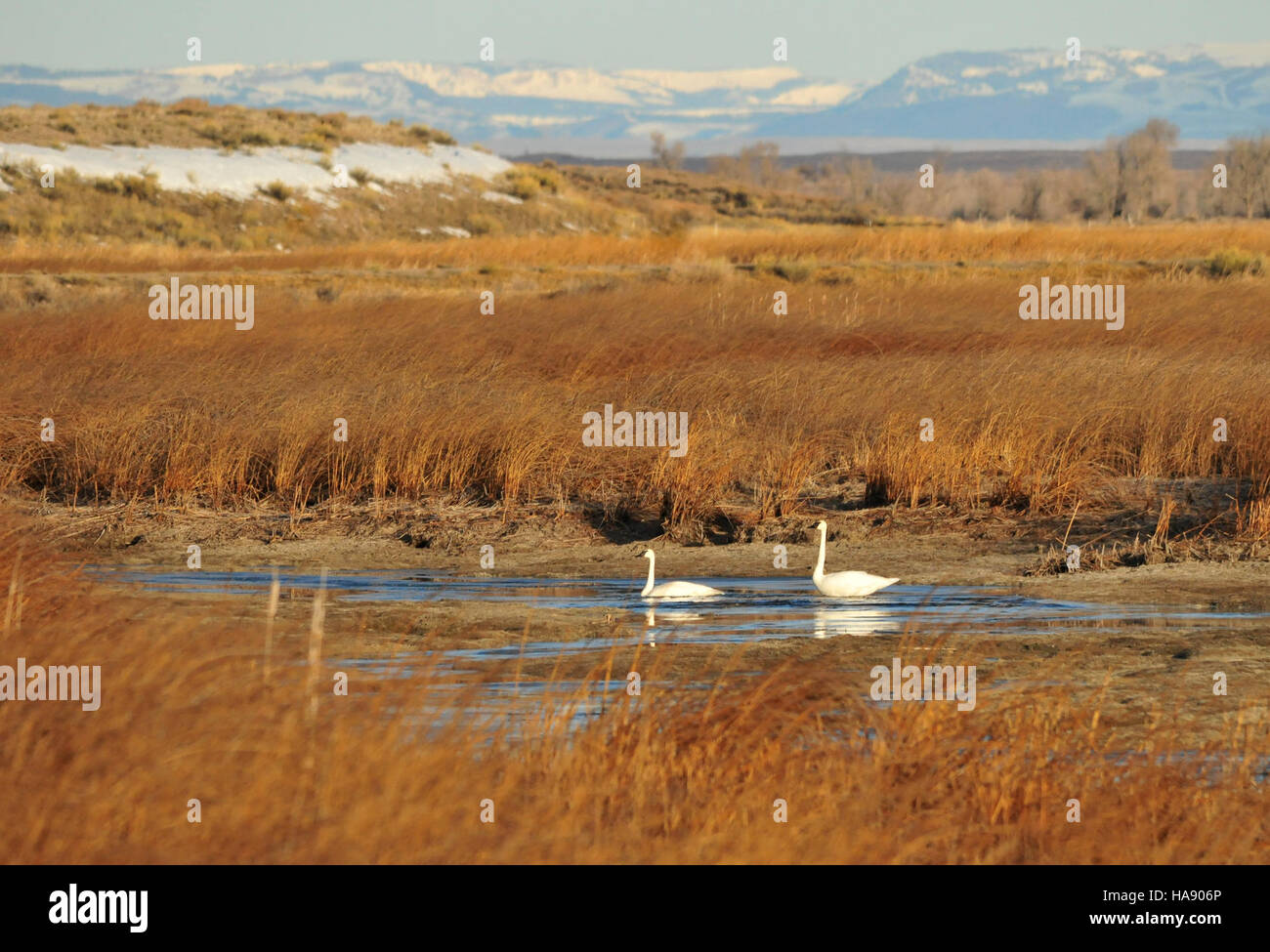 Trumpeter swans are spotted at the Seedskadee National Wildlife Refuge ...