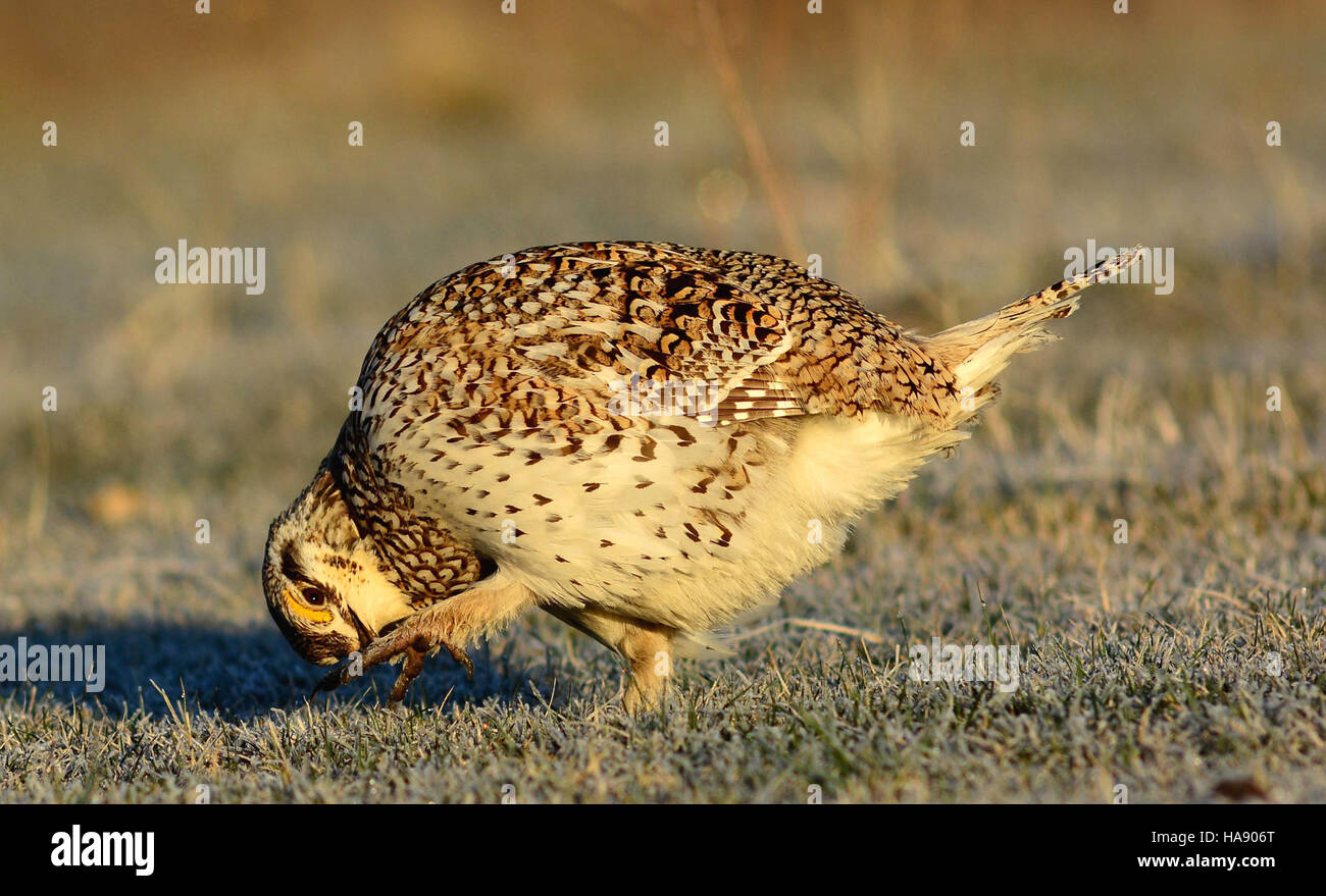 The sharp-tailed grouse is a native bird species found in the ...