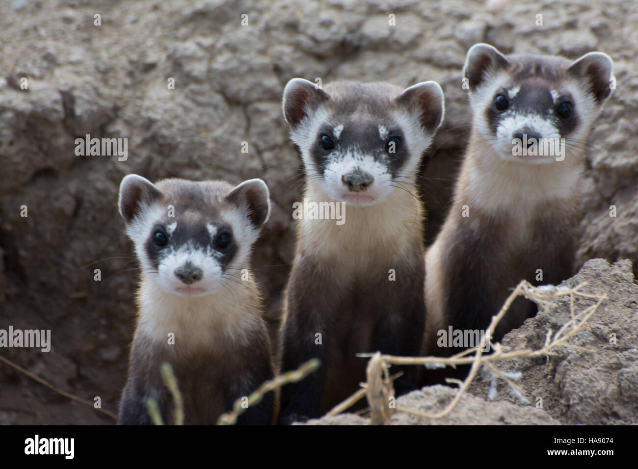Endangered black footed ferrets hi-res stock photography and images - Alamy