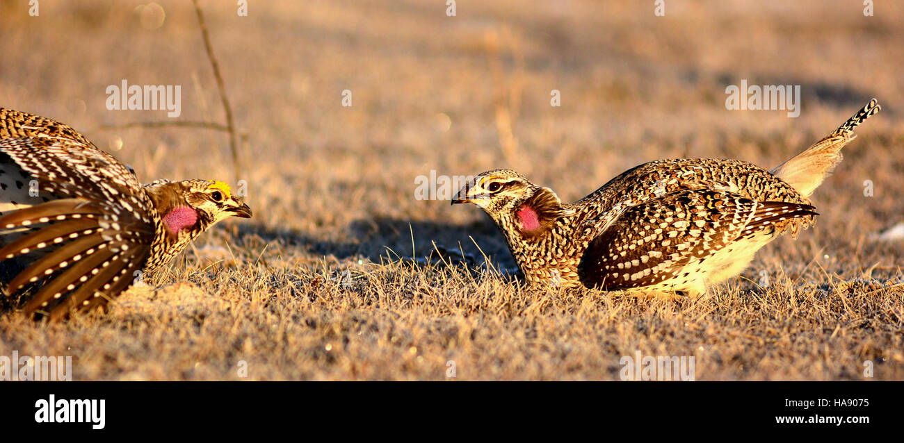 A Sharp-tailed Grouse is pictured in its natural habitat in a National ...