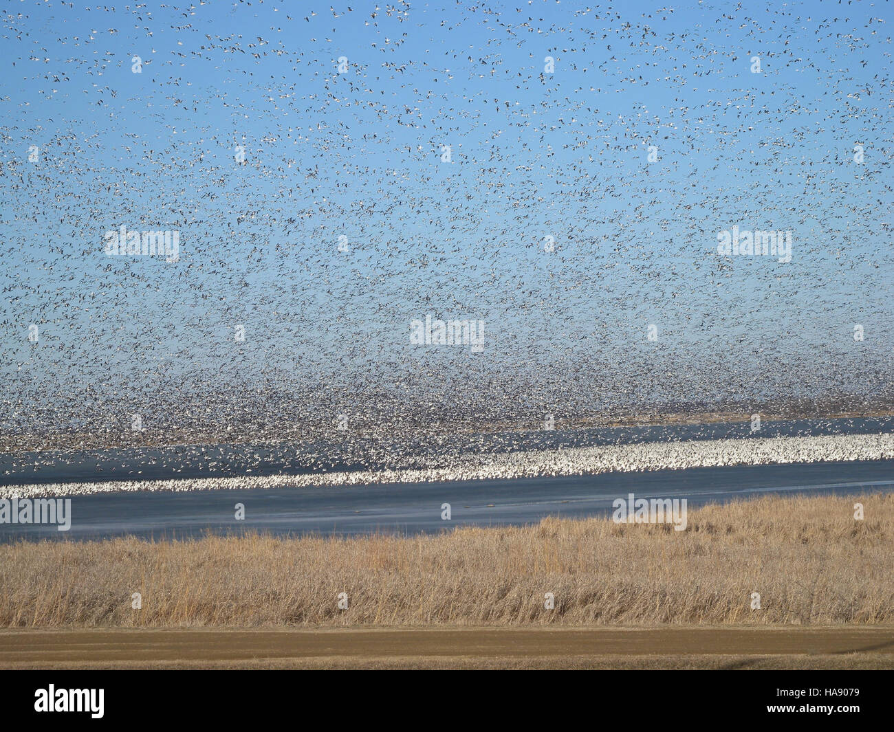 This photo captures the snow goose migration in a National Park. The ...