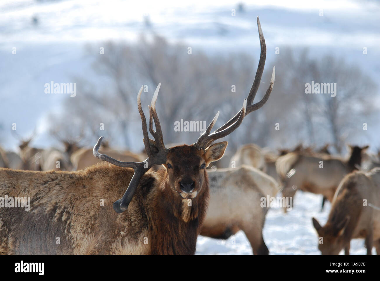 A variety of wildlife and natural features in National Park landscapes ...