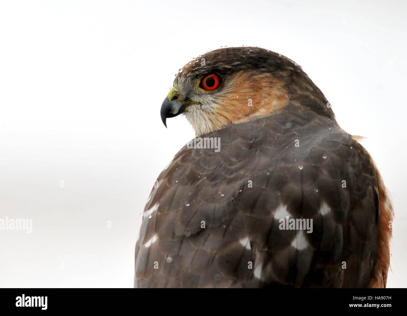 Cooper's hawks are often spotted at the Seedskadee National Wildlife ...