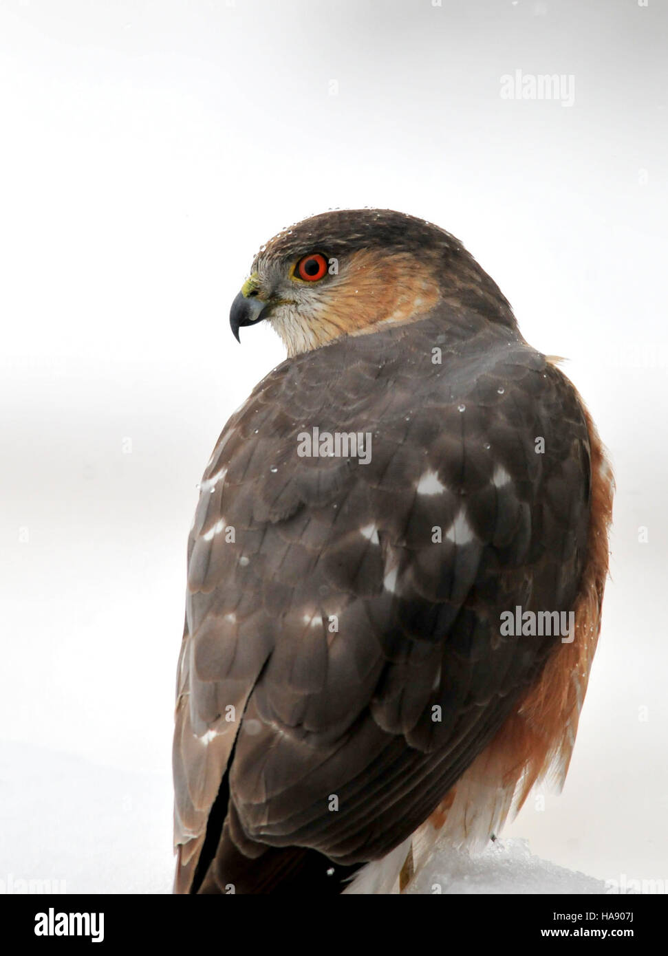 A Cooper's Hawk perches on a branch at the Seedskadee National Wildlife ...