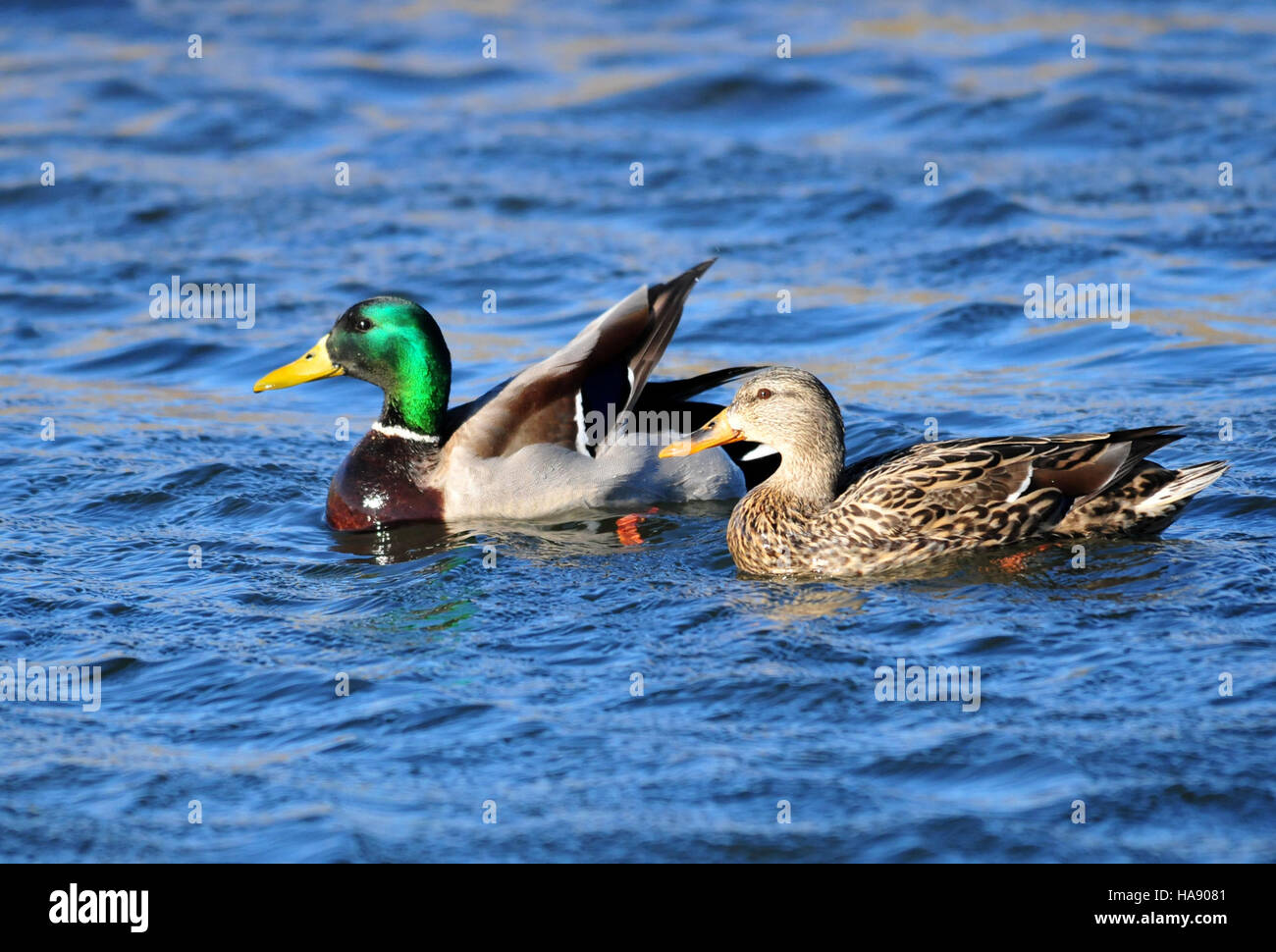A pair of mallards observed on Seedskadee National Wildlife Refuge ...