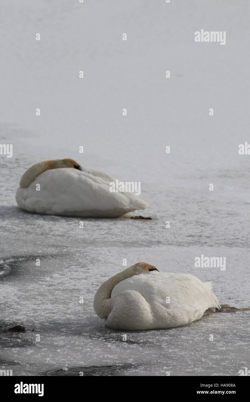 A visual representation of nature’s balance, this image showcases a ...