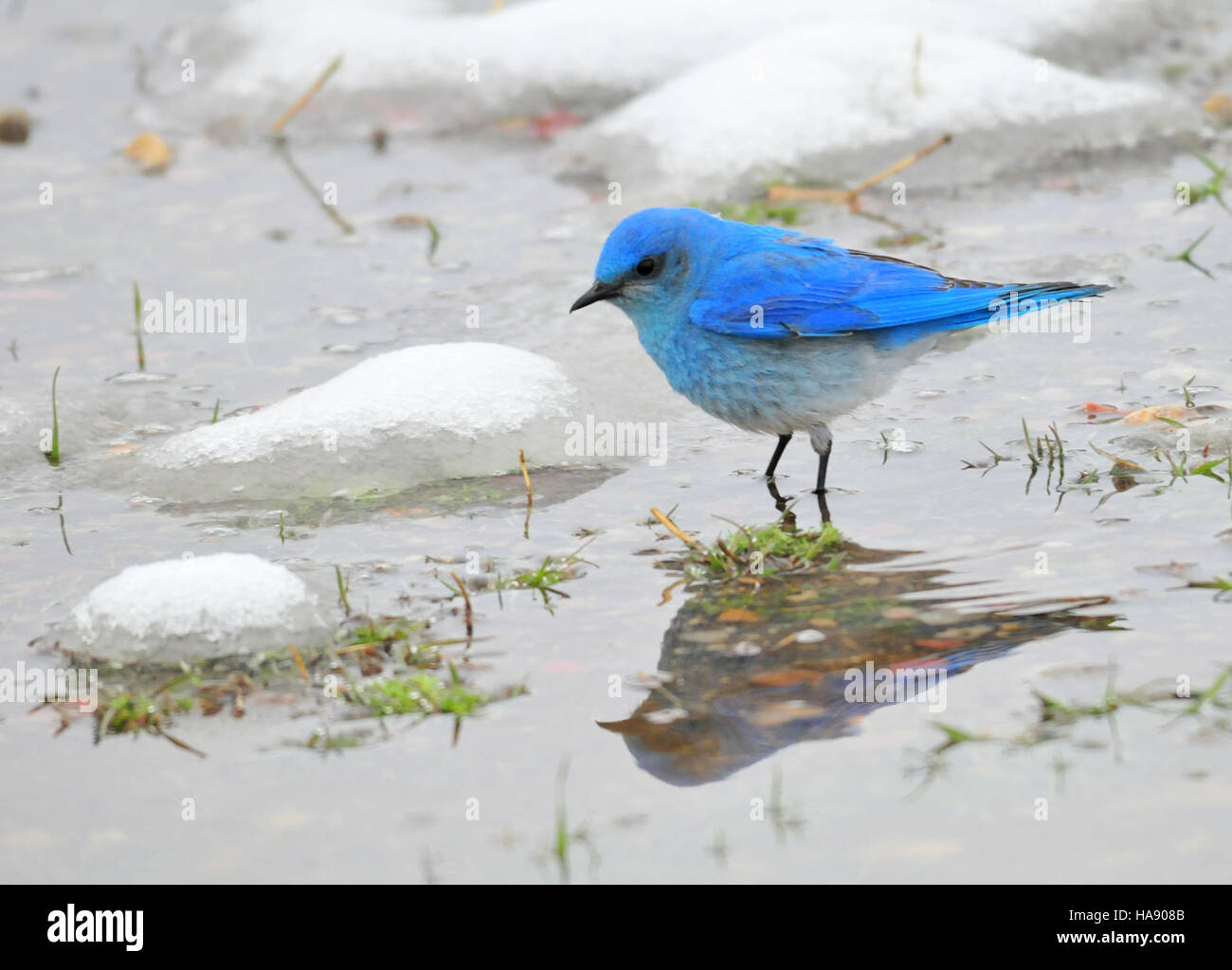 A Mountain Bluebird perched at Seedskadee National Wildlife Refuge, showcasing the vibrant ...