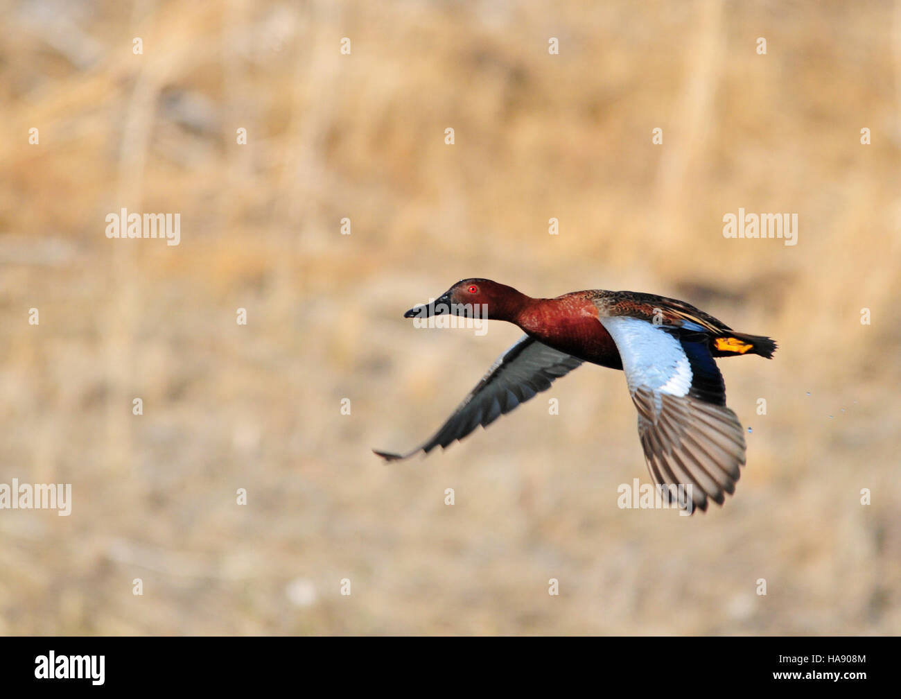 A Cinnamon Teal Drake, spotted at Seedskadee National Wildlife Refuge ...