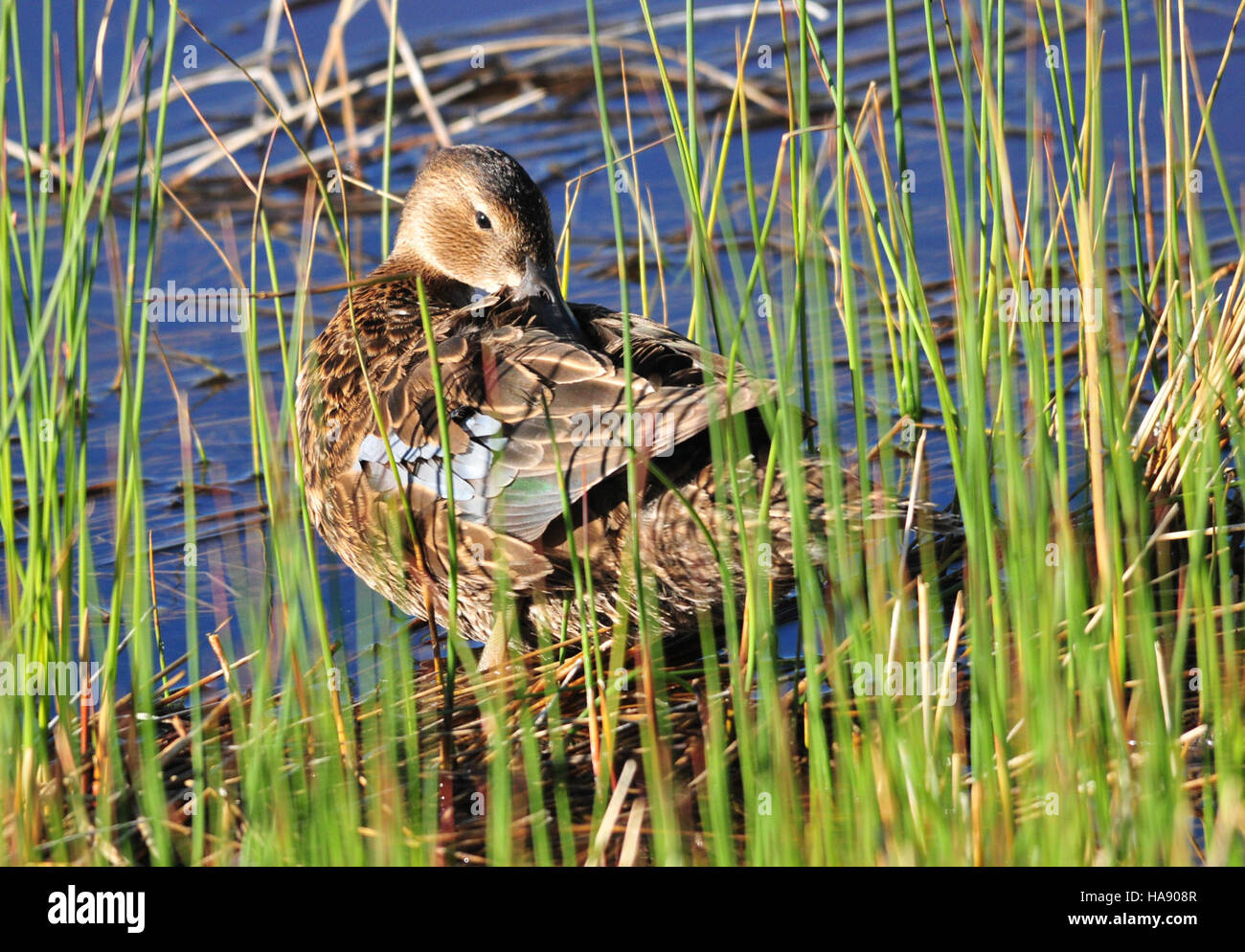 A Cinnamon Teal duck is spotted on the Seedskadee National Wildlife ...