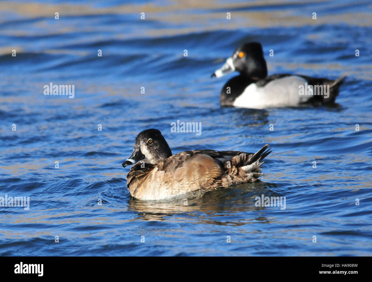 Ring-necked ducks are seen in their natural habitat at Seedskadee ...