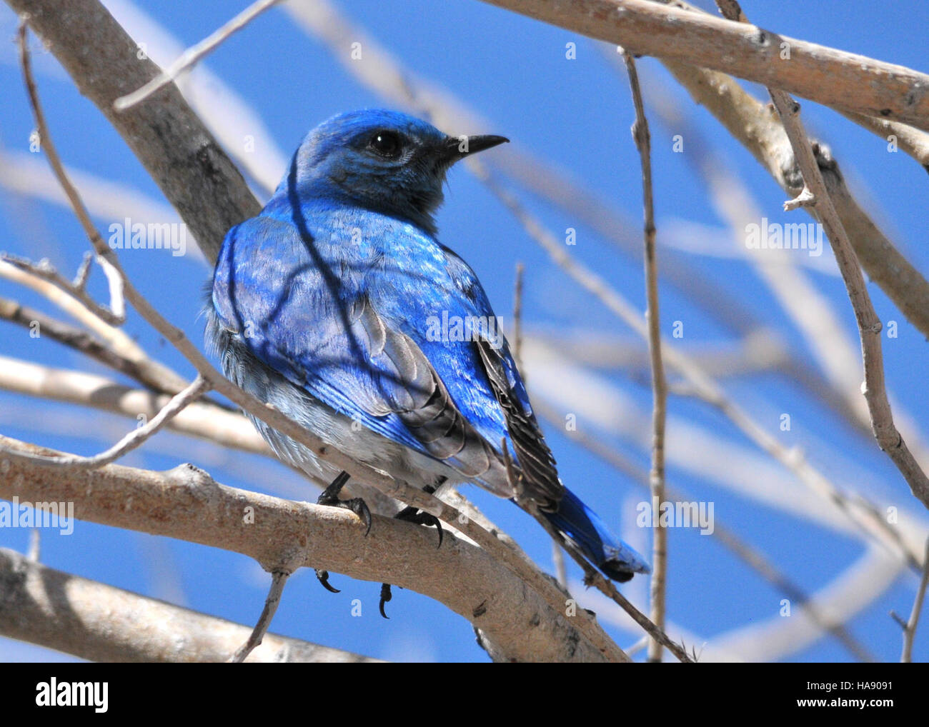 The Mountain Bluebird at Seedskadee National Wildlife Refuge is an ...