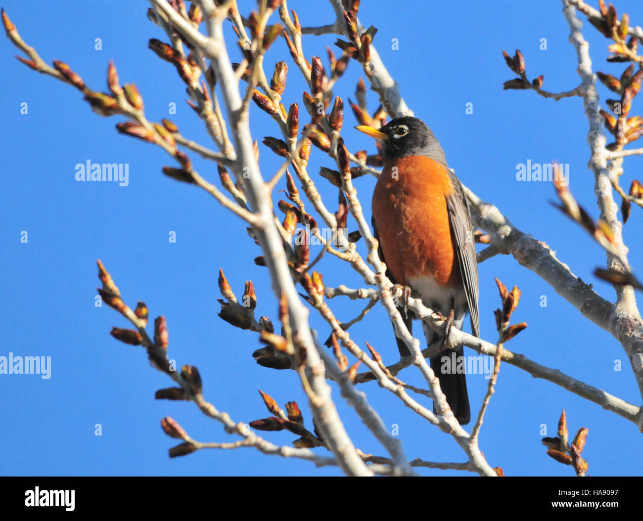 The American Robin (Turdus migratorius), a common bird in North America ...