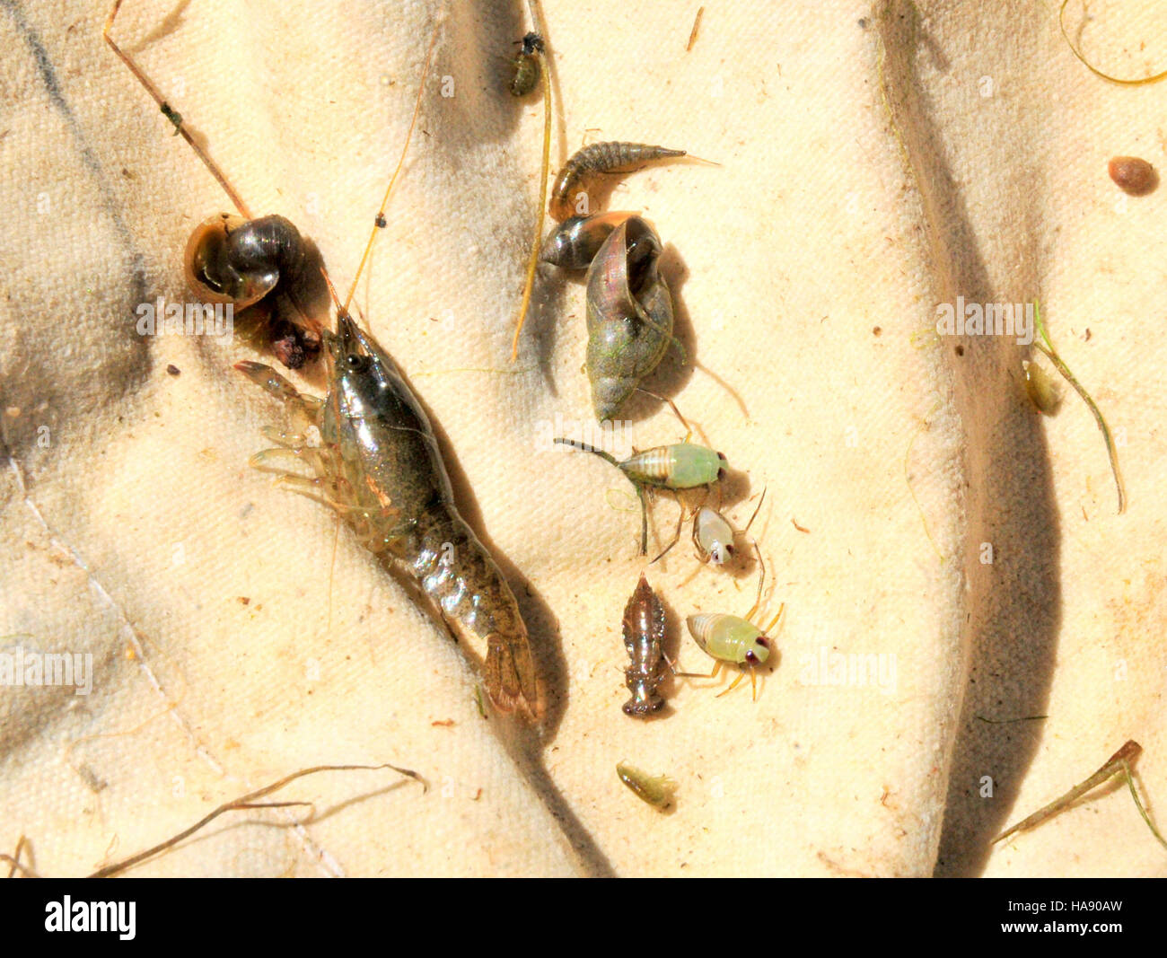 Aquatic invertebrates hi-res stock photography and images - Alamy