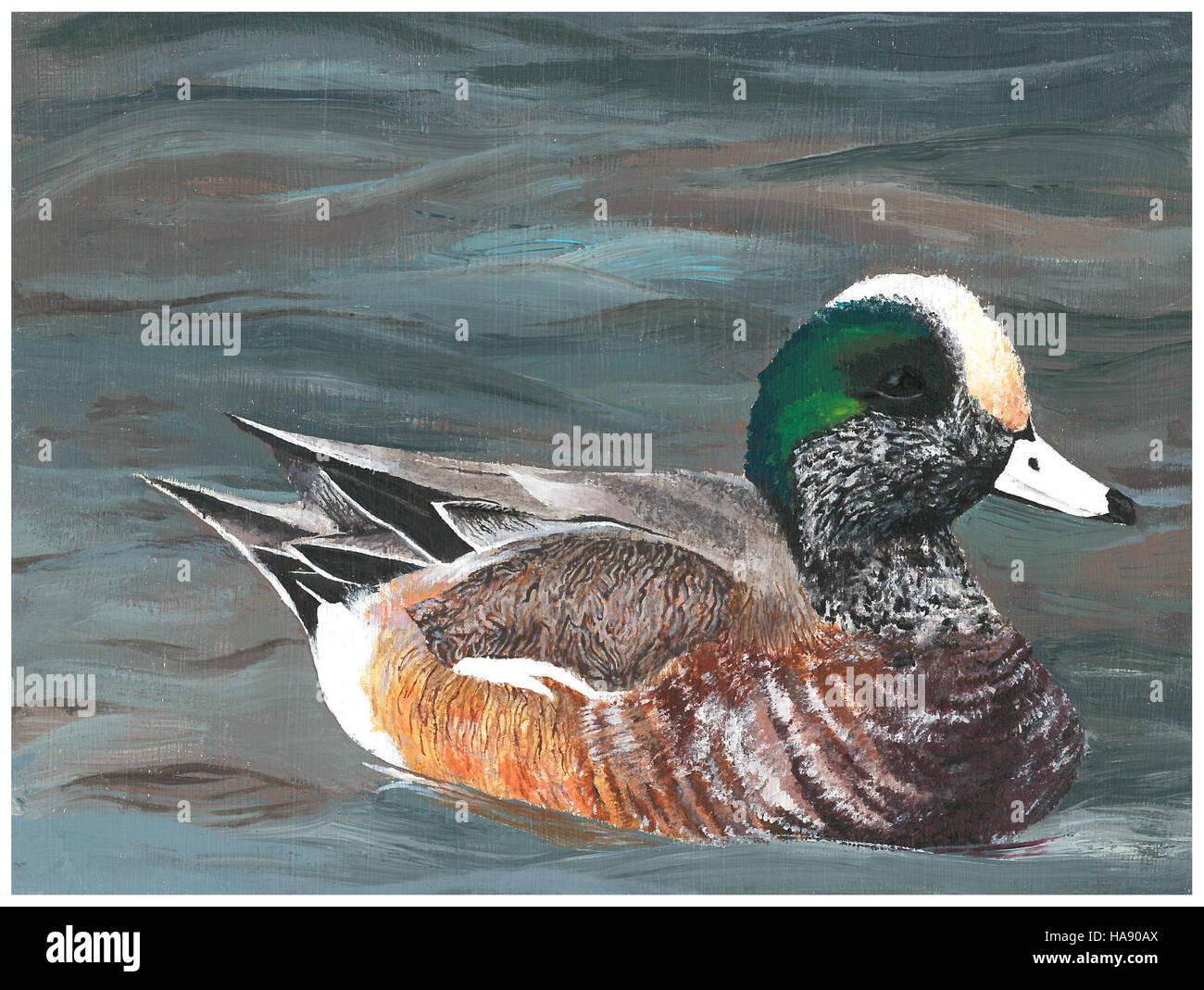 American wigeon species duck hi-res stock photography and images - Alamy