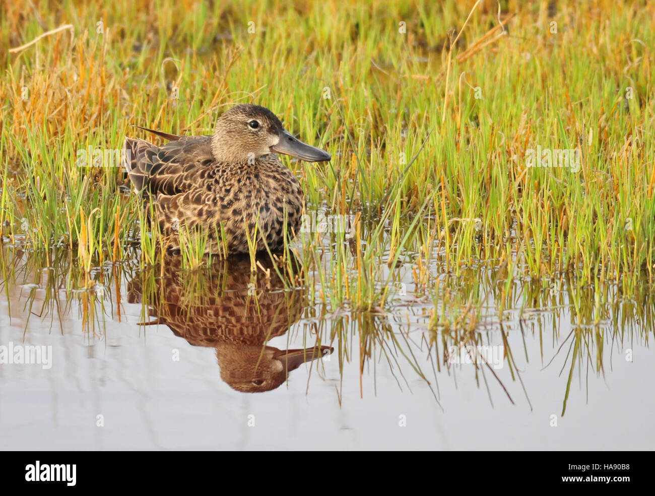 Cinnamon teal species duck hi-res stock photography and images - Alamy