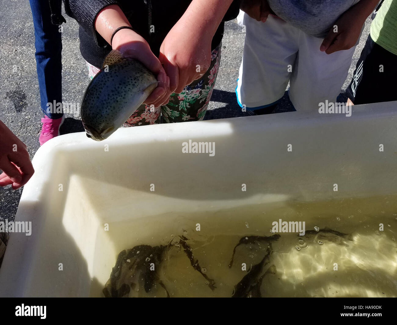 Fish handling hi-res stock photography and images - Alamy
