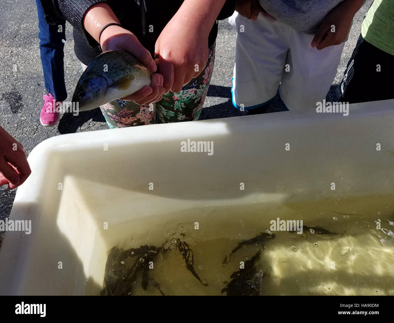 A guide on proper fish handling techniques, emphasizing the importance ...