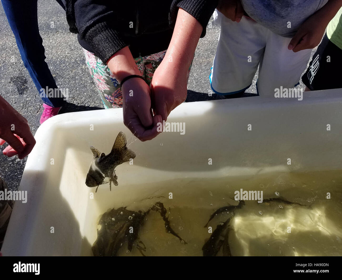 A guide on best practices for handling fish in national parks ...