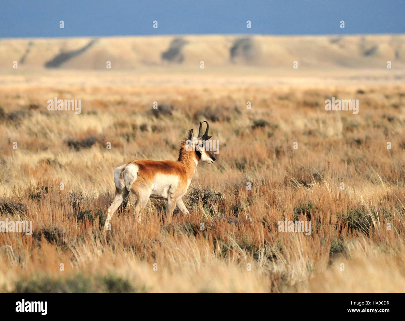 A pronghorn antelope is seen in the Seedskadee National Wildlife Refuge ...