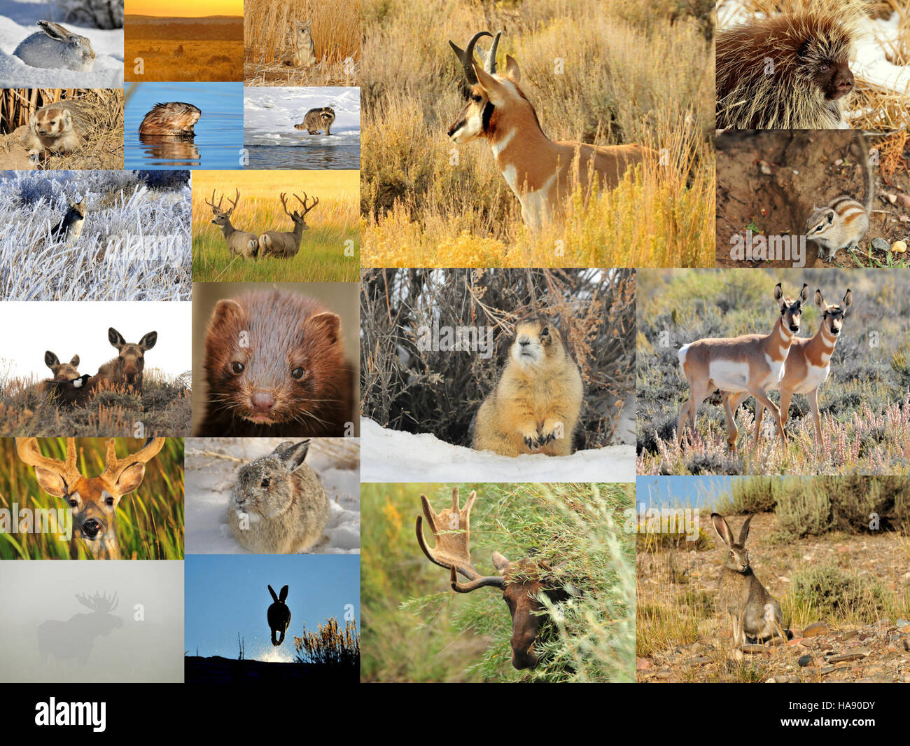 The Mammal Quilt showcases the diversity of mammal species in the ...