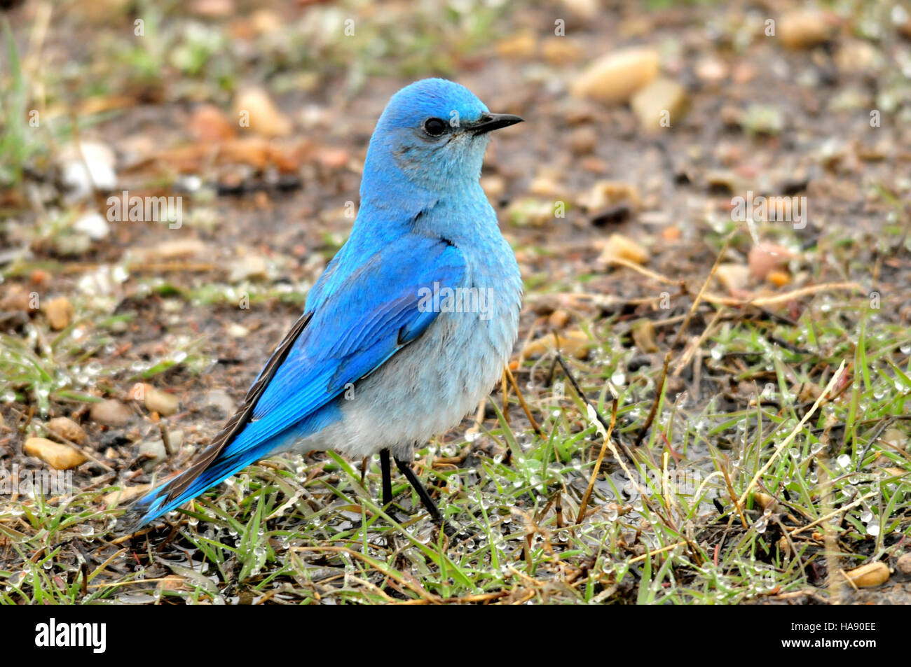 The Mountain Bluebird is frequently spotted at Seedskadee National Wildlife Refuge in Wyoming ...